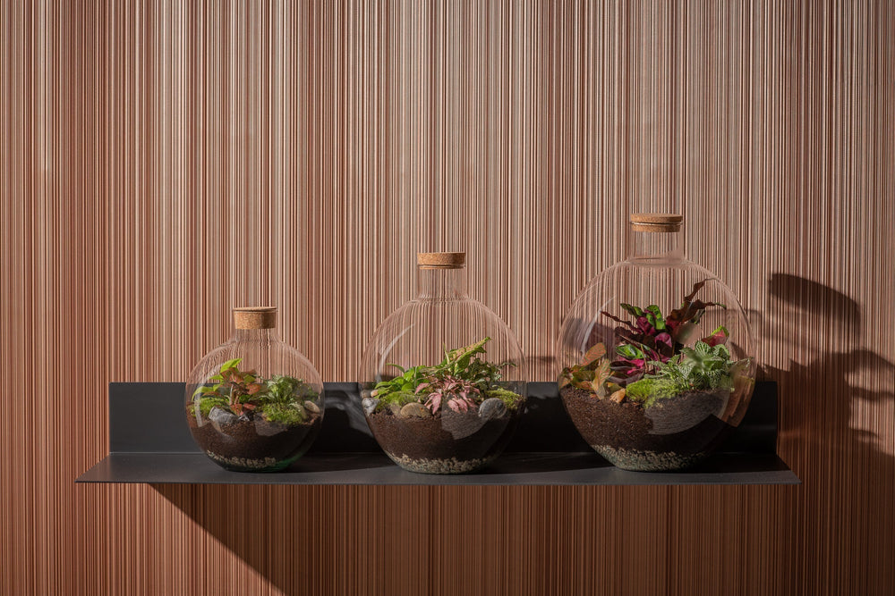 Houseplants: Ready-made Terrariums & Plant Arrangements – The Green ...