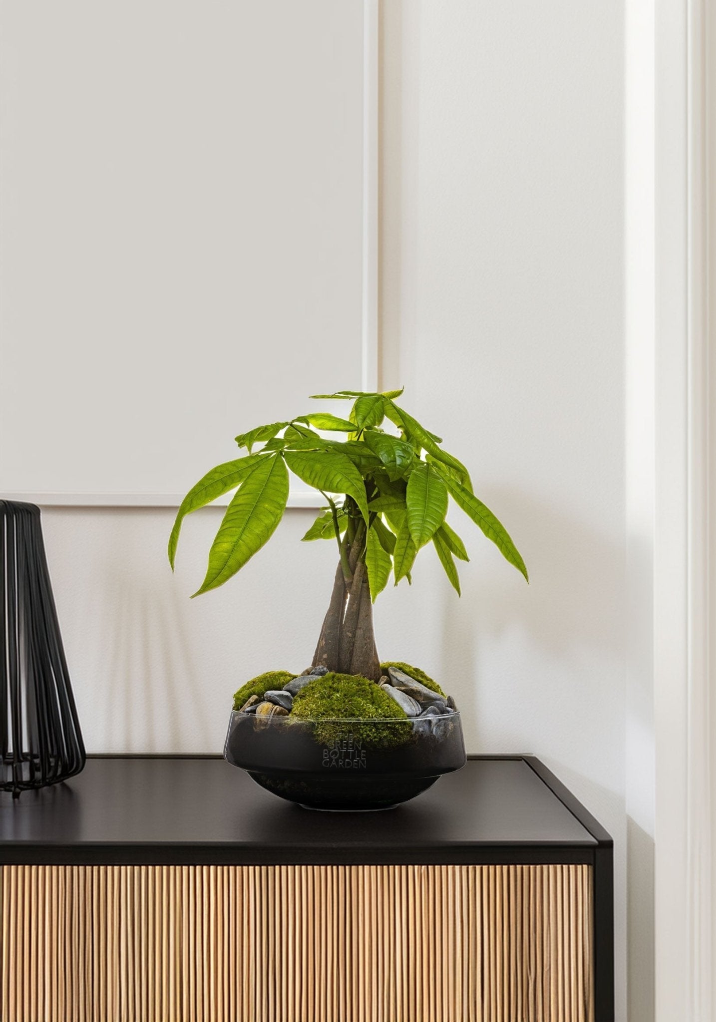 Pachira tree in a vase | Money tree | Ready-made terrarium – The Green ...
