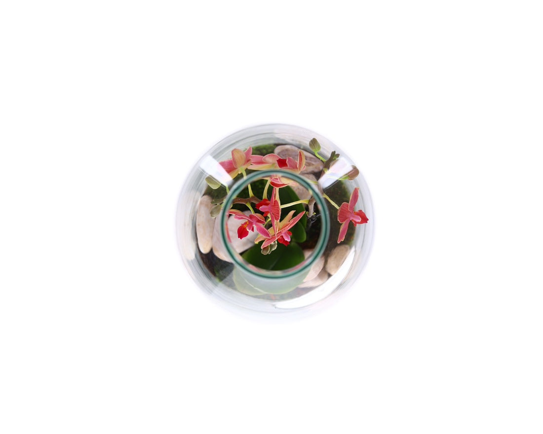 The Green Bottle Garden | Bring plant design into your home.
