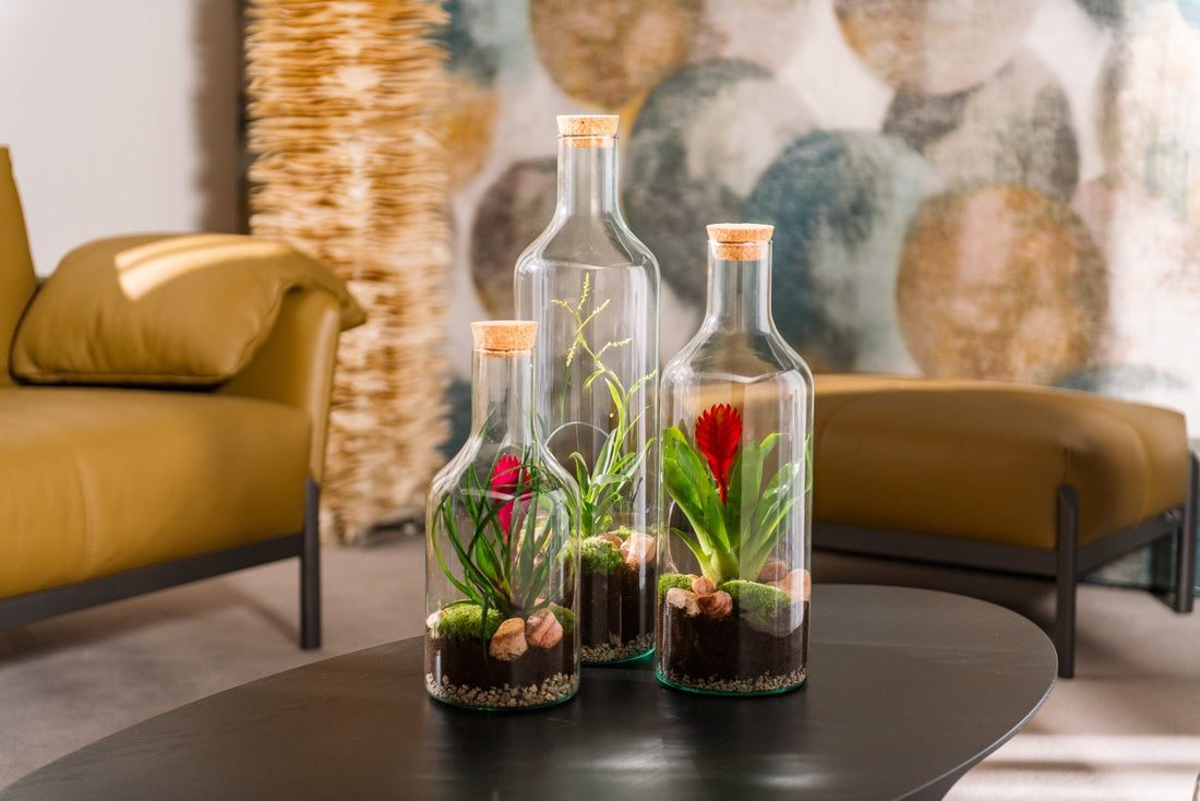 Bromelia in Bottle | The Green Bottle Garden | easy houseplant