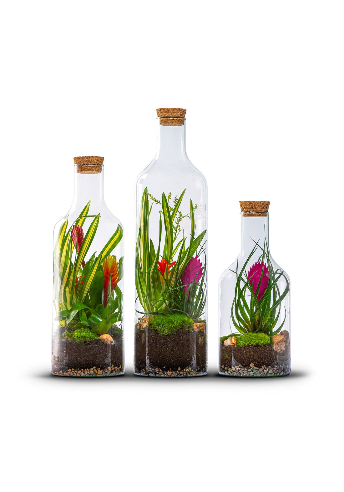 The Green Bottle Garden | Bring plant design into your home.